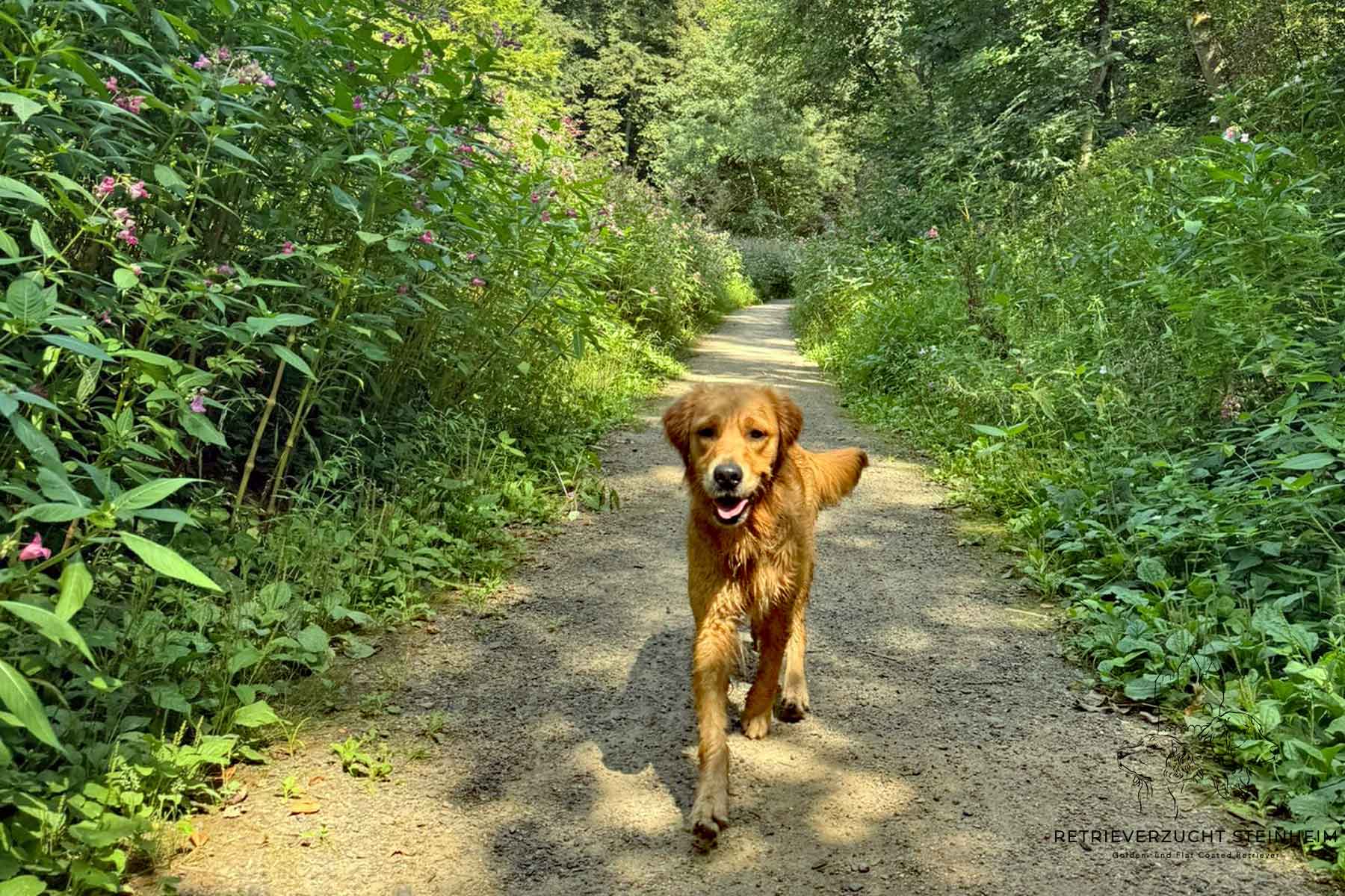 Skylar - Retrieverzucht Steinheim